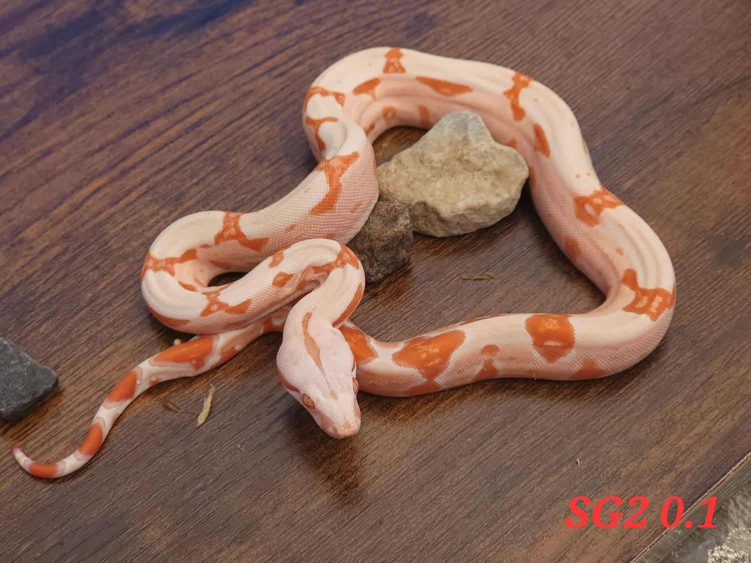 Sunglow Boa Constrictor by RyanD's Boas - MorphMarket