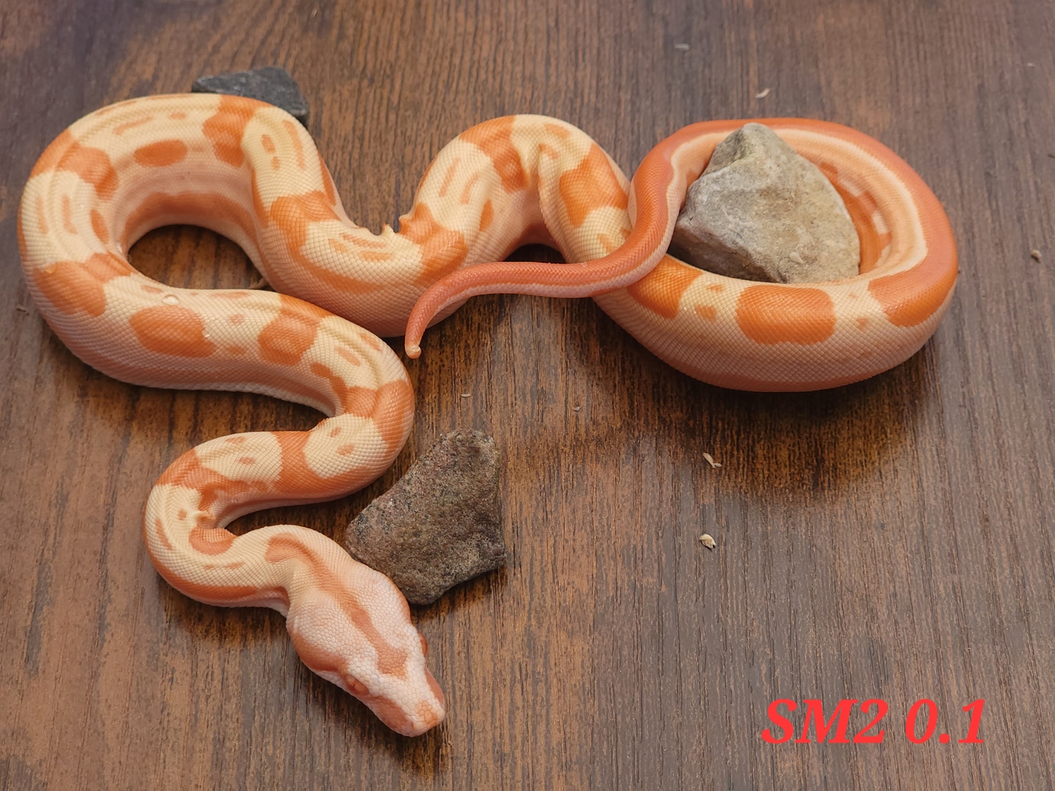Sunglow Motley Boa Constrictor by RyanD's Boas - MorphMarket