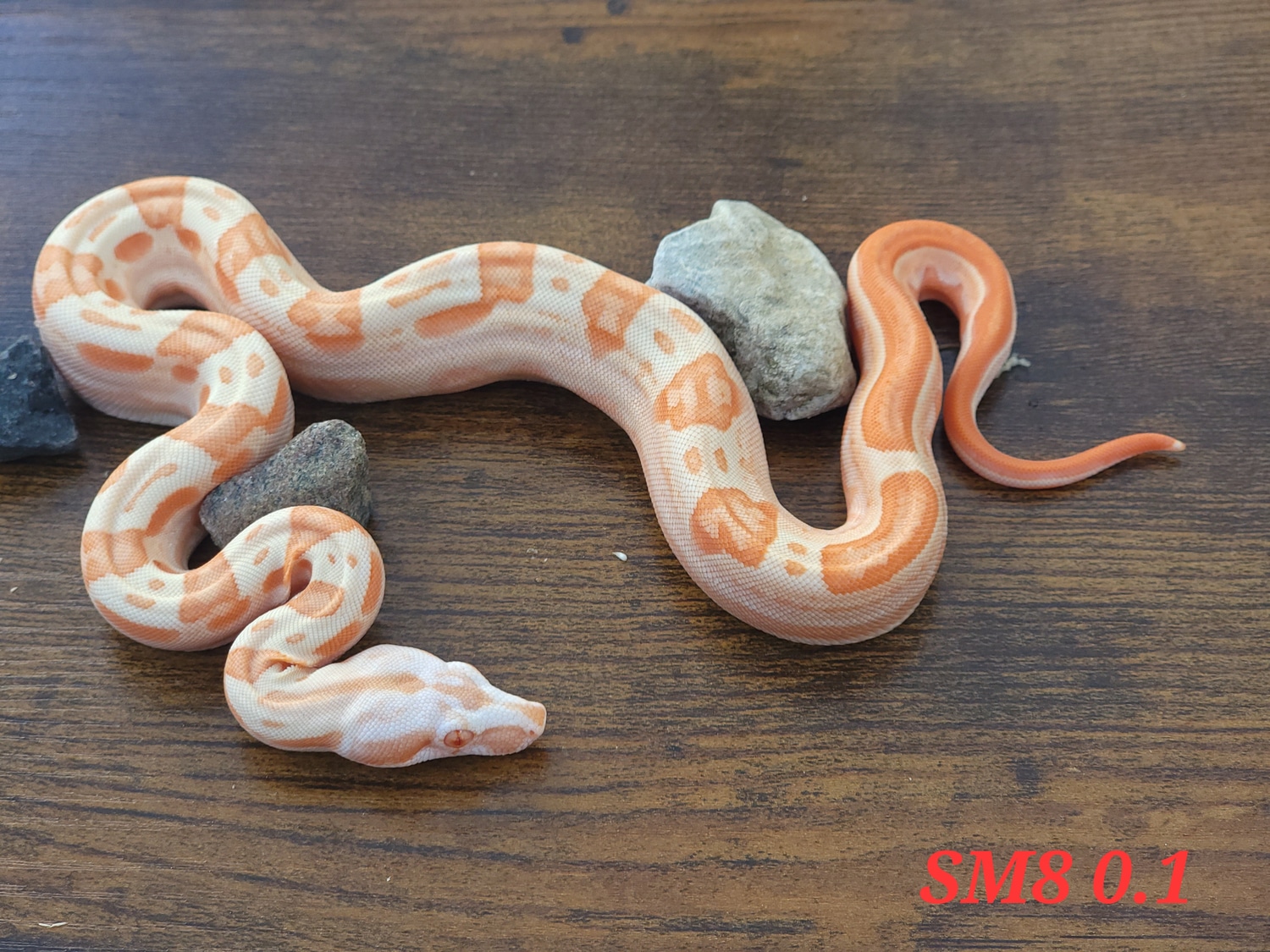Sunglow Motley Boa Constrictor by RyanD's Boas - MorphMarket