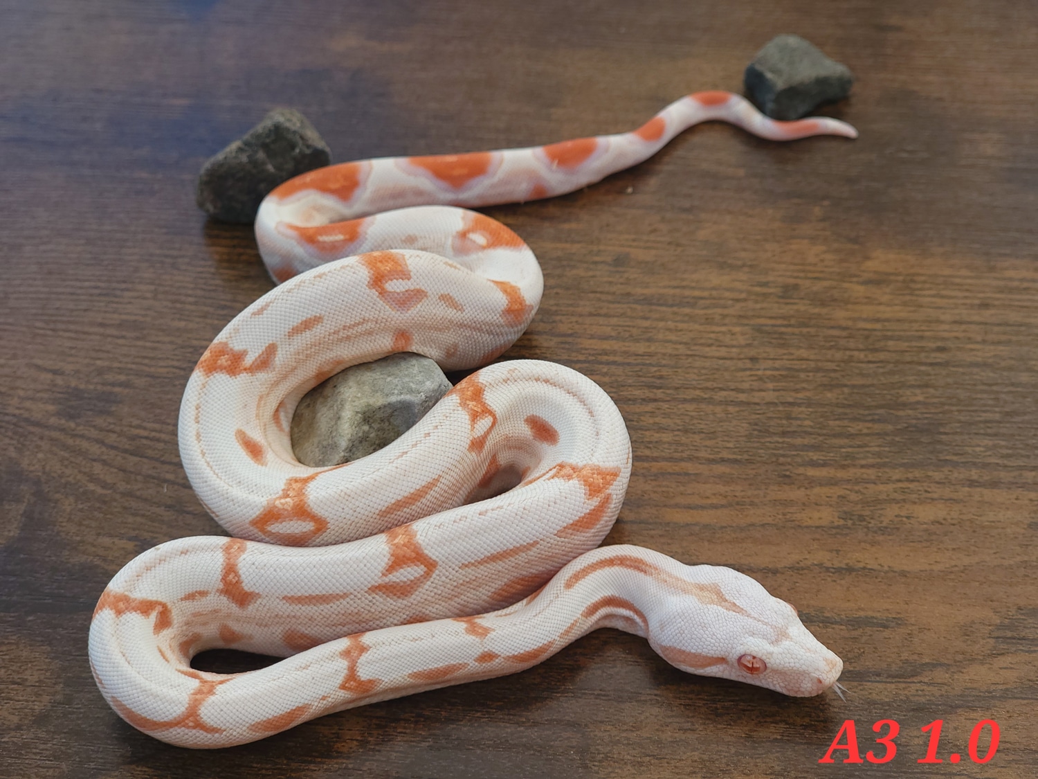Albino Boa Constrictor by RyanD's Boas - MorphMarket