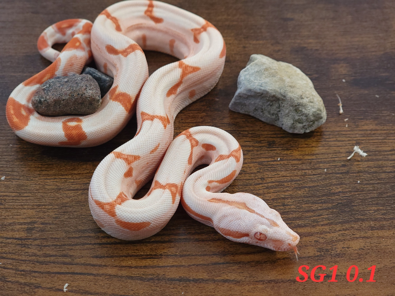 Sunglow Boa Constrictor by RyanD's Boas - MorphMarket