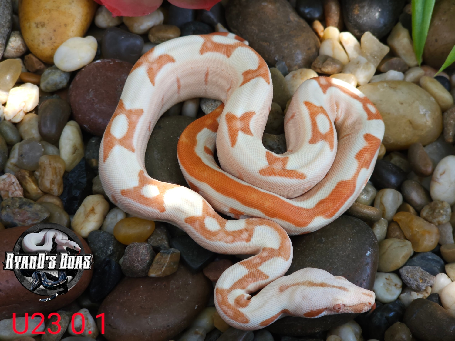 Poss Super Junglow Het Anery Boa Constrictor by RyanD's Boas - MorphMarket