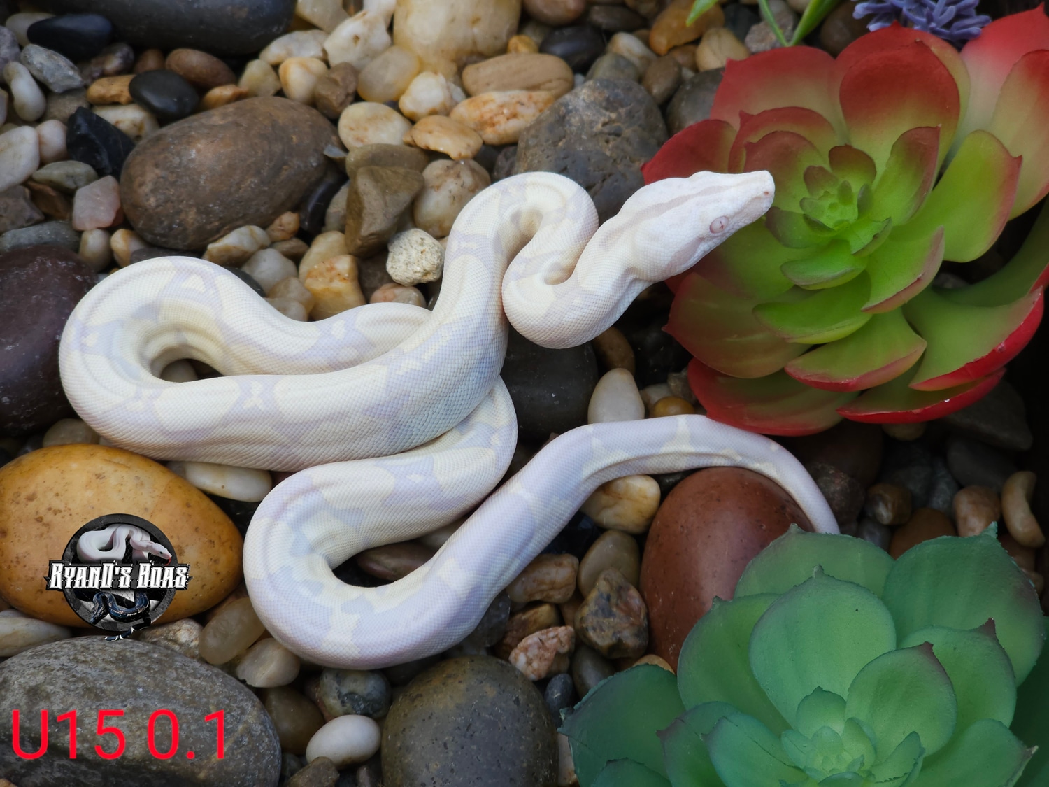 Moonglow Boa Constrictor by RyanD's Boas - MorphMarket