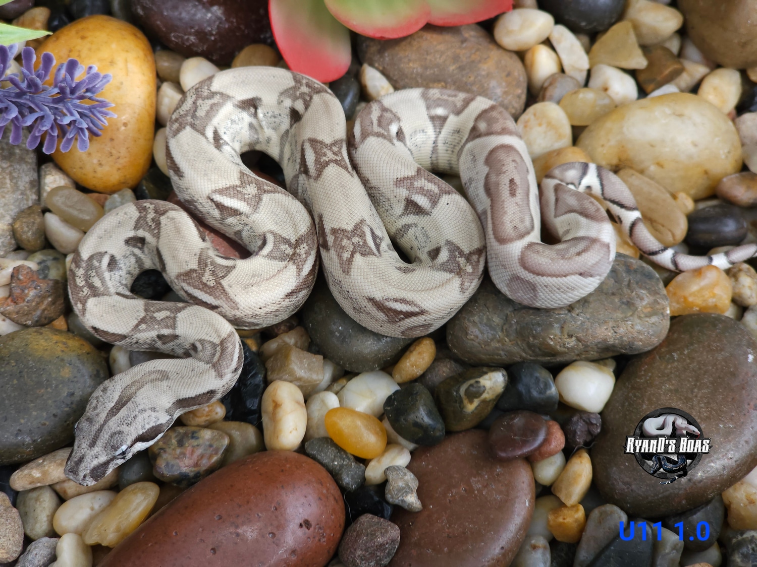 Ghost Possible Jungle 100% Het Albino Boa Constrictor by RyanD's Boas ...