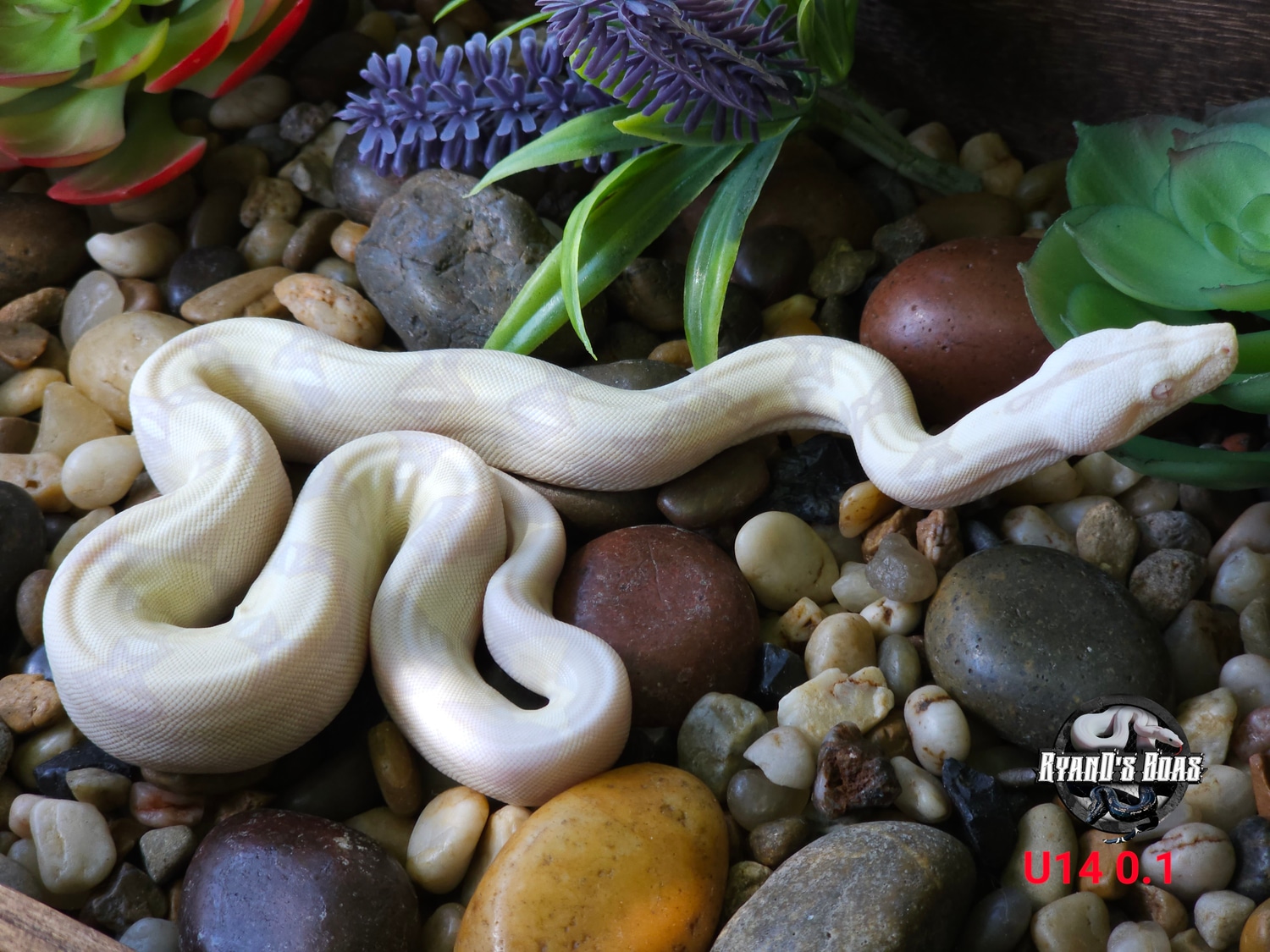 Moonglow Boa Constrictor by RyanD's Boas - MorphMarket