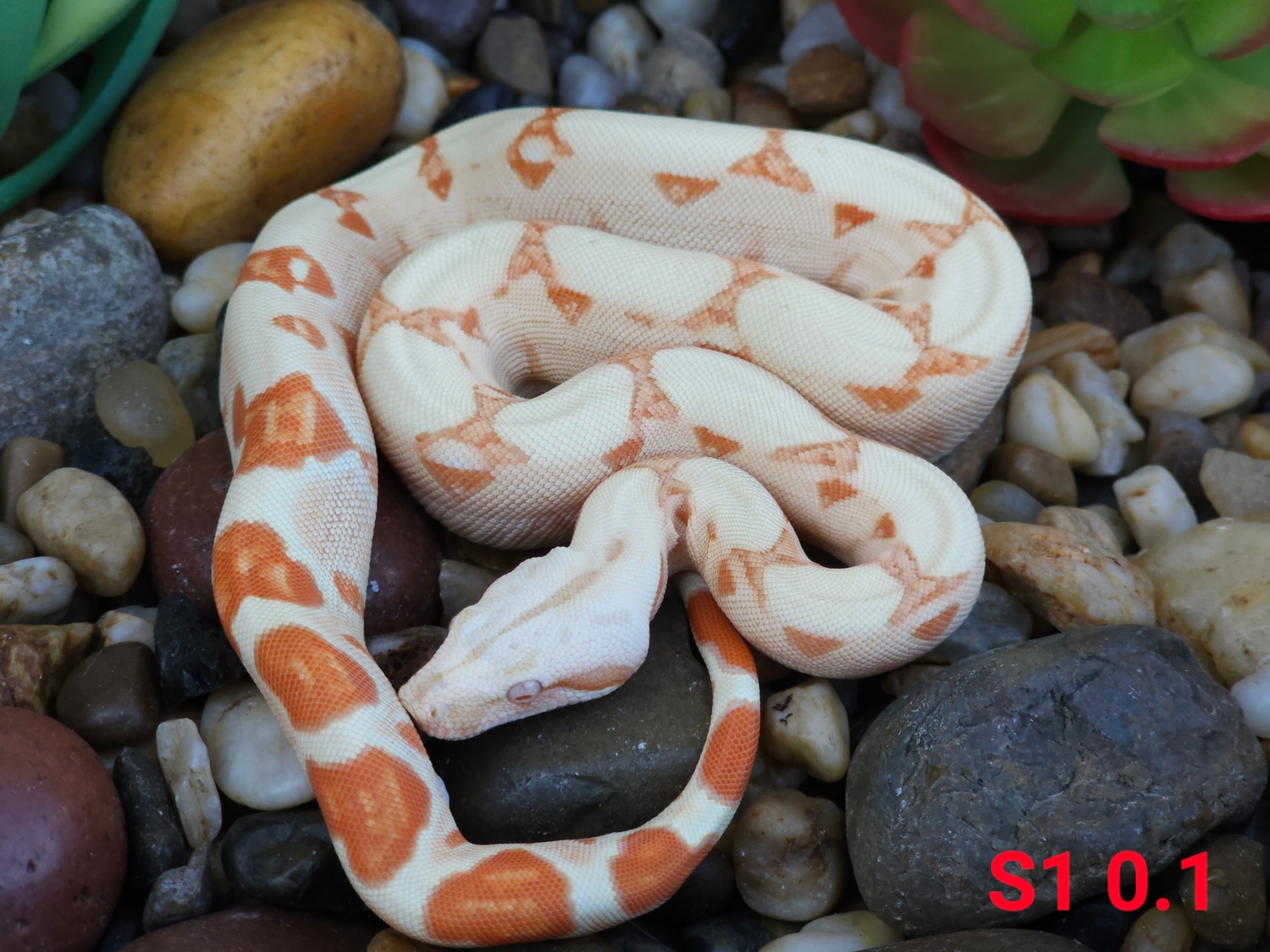 Sunglow 66% Het Anery Boa Constrictor by RyanD's Boas - MorphMarket