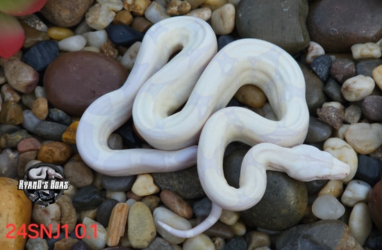 24 Kahl Snow Jungle Boa Constrictor by RyanD's Boas