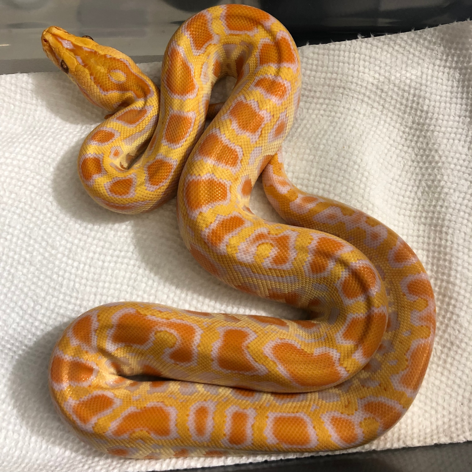 1/4 Dwarf Albino 100% Het Green 50% Het Granite Burmese Python by ...