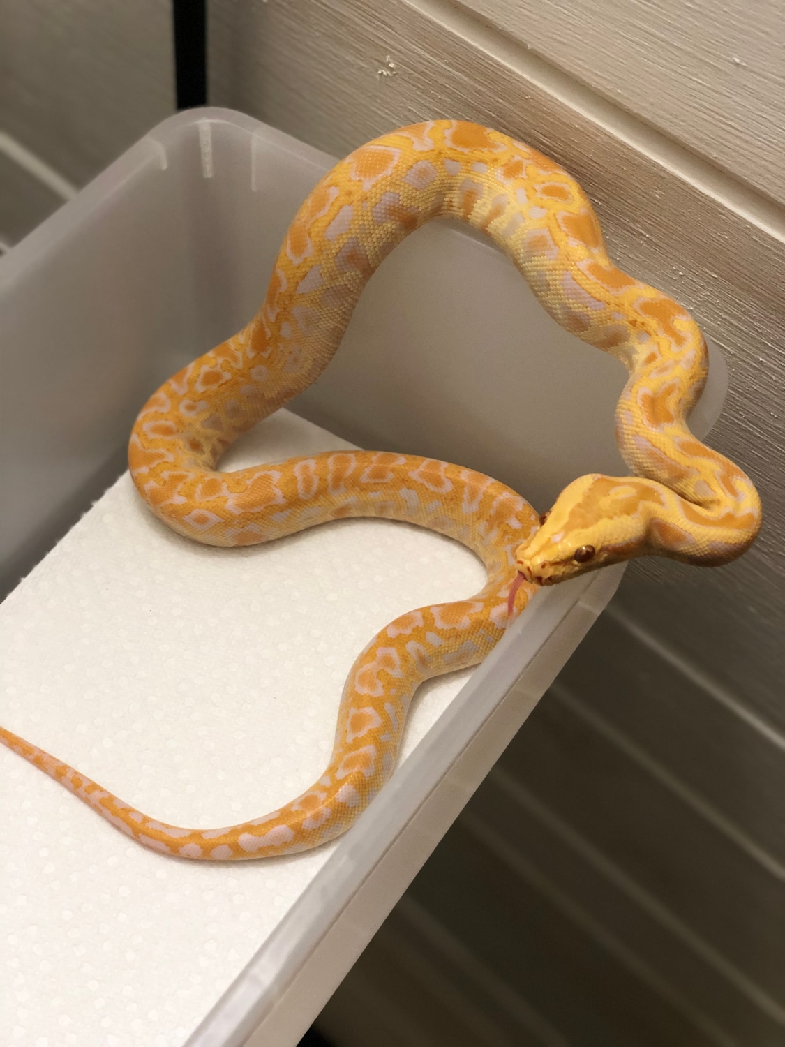 1/4 Dwarf Albino 100% Het Green 50% Het Granite Burmese Python by ...