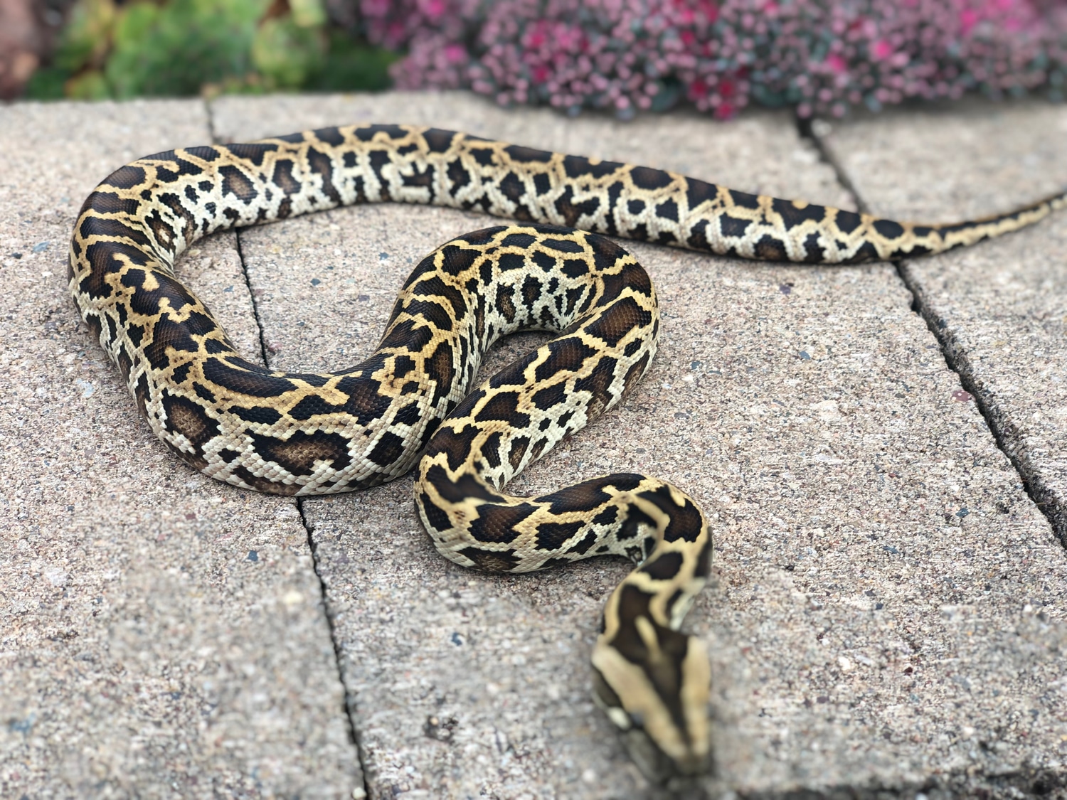 1/4 Dwarf Progschai 100% Het Albino/green 50% Het Granite Burmese ...