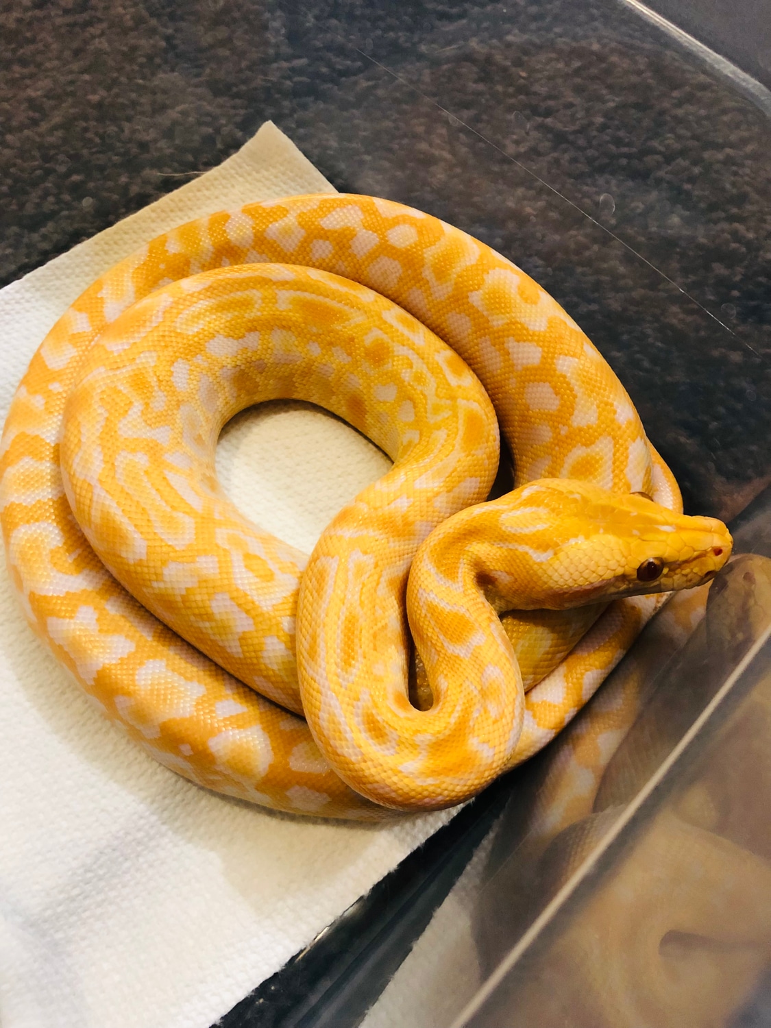 Albino 100% Het Green Granite Burmese Python by Devine Exotics ...