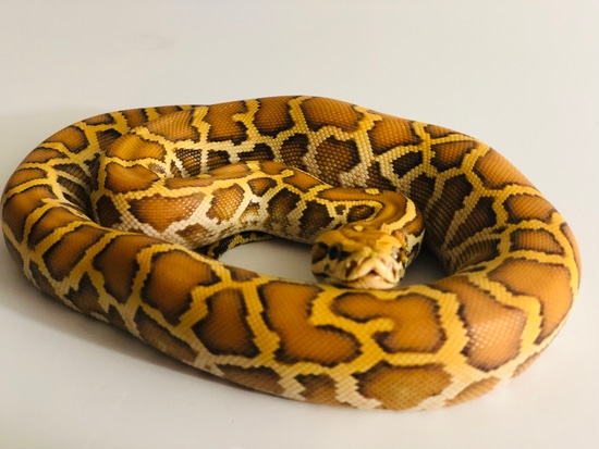 Gulf Coast Caramel Burmese Python by Devine Exotics