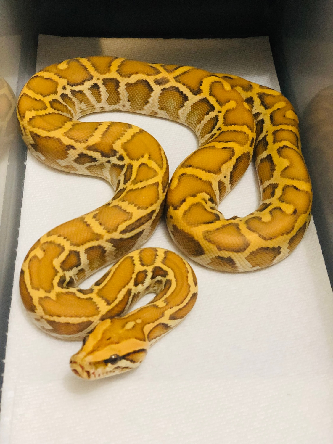 SALE!!! GC Caramel Burmese Python by Devine Exotics - MorphMarket