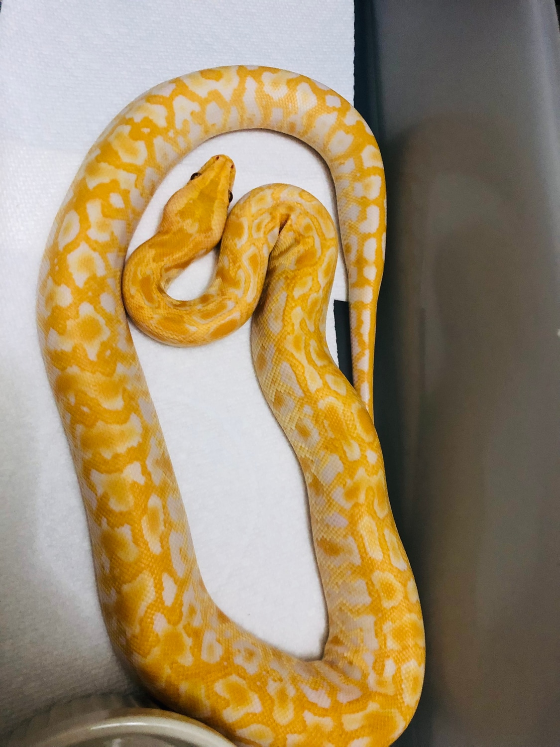 Albino 100% Het Green Granite Burmese Python by Devine Exotics ...