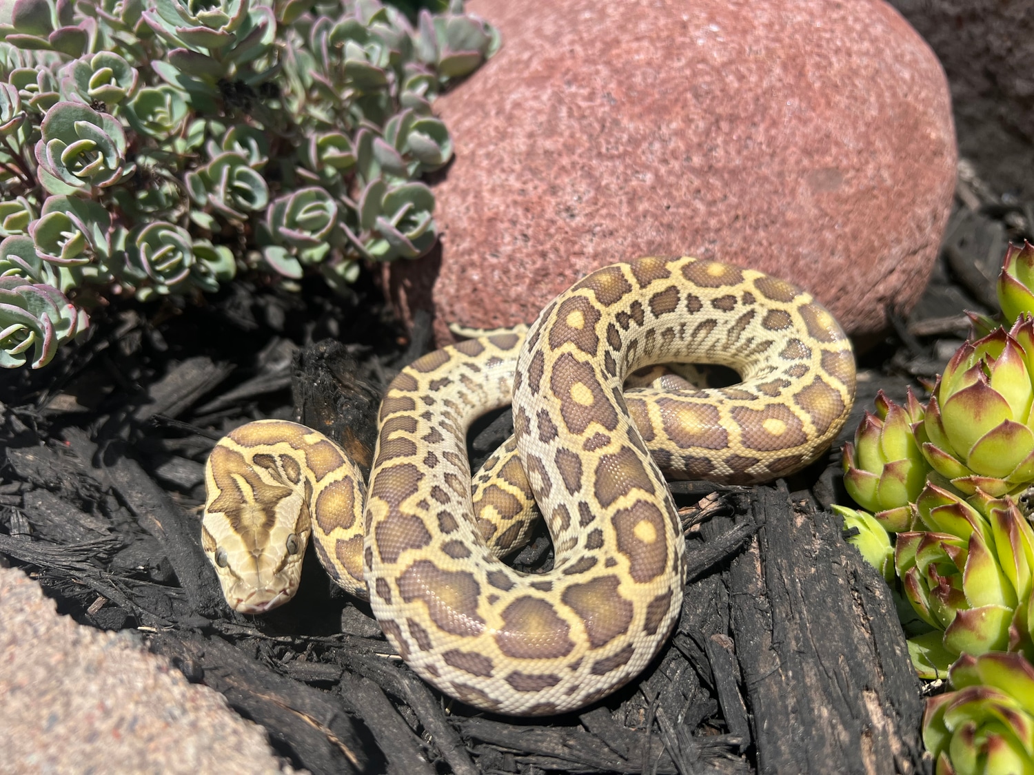 1/4 Dwarf Hypo 100% Het Albino 50% Het Granite Burmese Python by Devine ...