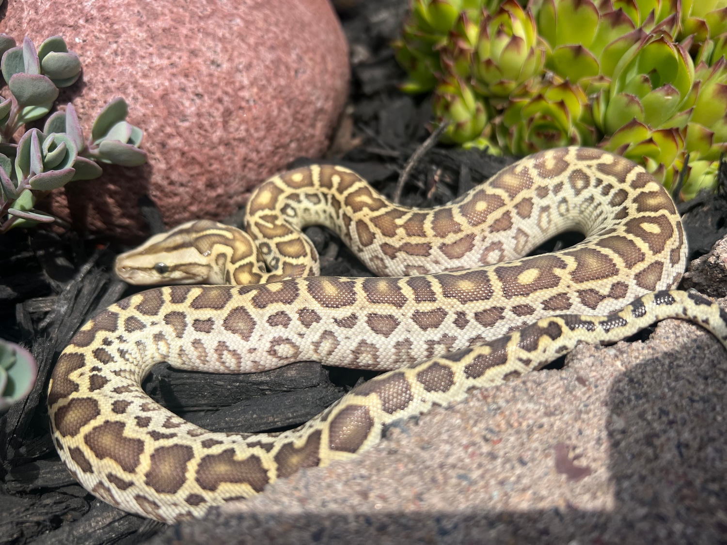 1/4 Dwarf Hypo 100% Het Albino 50% Het Granite Burmese Python by Devine ...