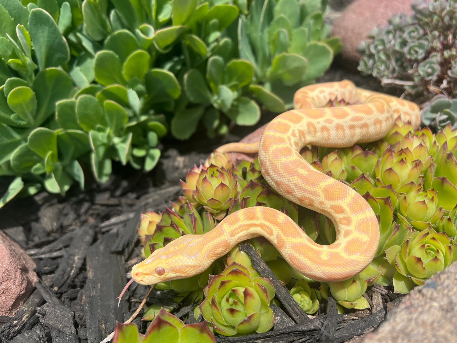 1/4 Dwarf Pearl 50% Het Granite Burmese Python by Devine Exotics ...