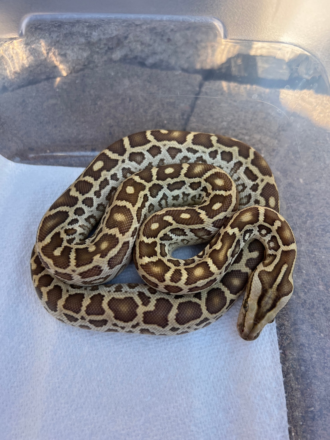 1/4 Dwarf Hypo 100% Het Albino 50% Het Granite Burmese Python by Devine ...