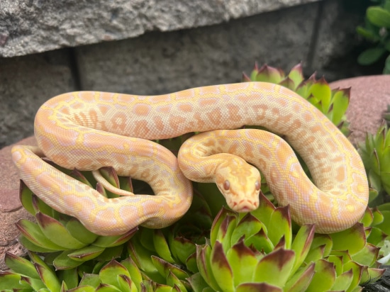 1/4 Dwarf Pearl 50% Het Granite Burmese Python by Devine Exotics