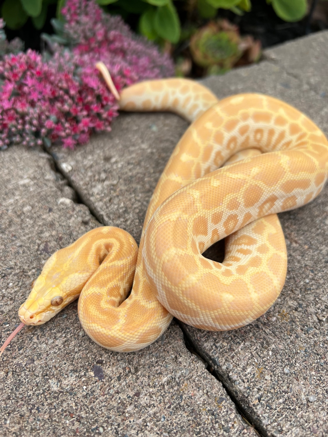 1/4 Dwarf “Progschai” Pearl 50% Het Granite Burmese Python by Devine ...