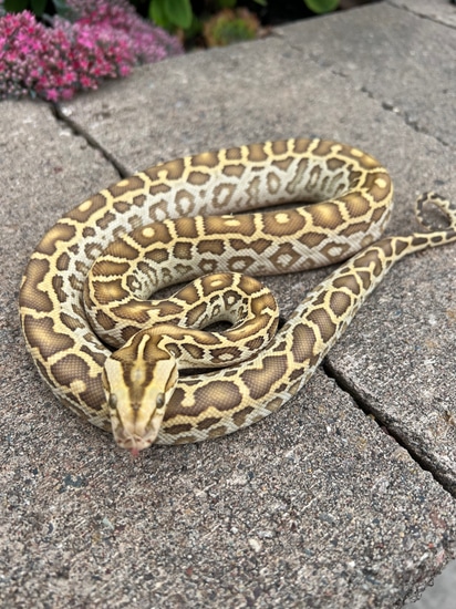 1/4 Dwarf “Progschai” 100% Het Albino 50% Het Granitr Burmese Python by ...