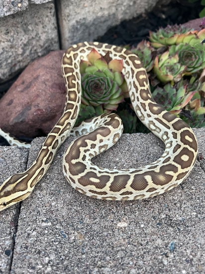 SALE! 1/4 Dwarf Hypo 100% Het Albino 50% Het Granite Burmese Python by ...