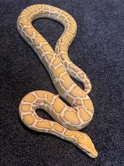 Gulf Coast Caramel Burmese Python by Devine Exotics
