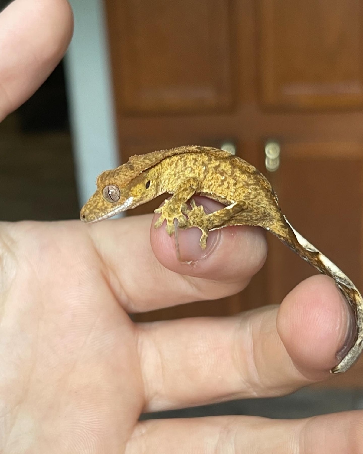 Brindle Phantom Pinstripe Dalmatian Crested Gecko by Scalez_4_Dayz ...
