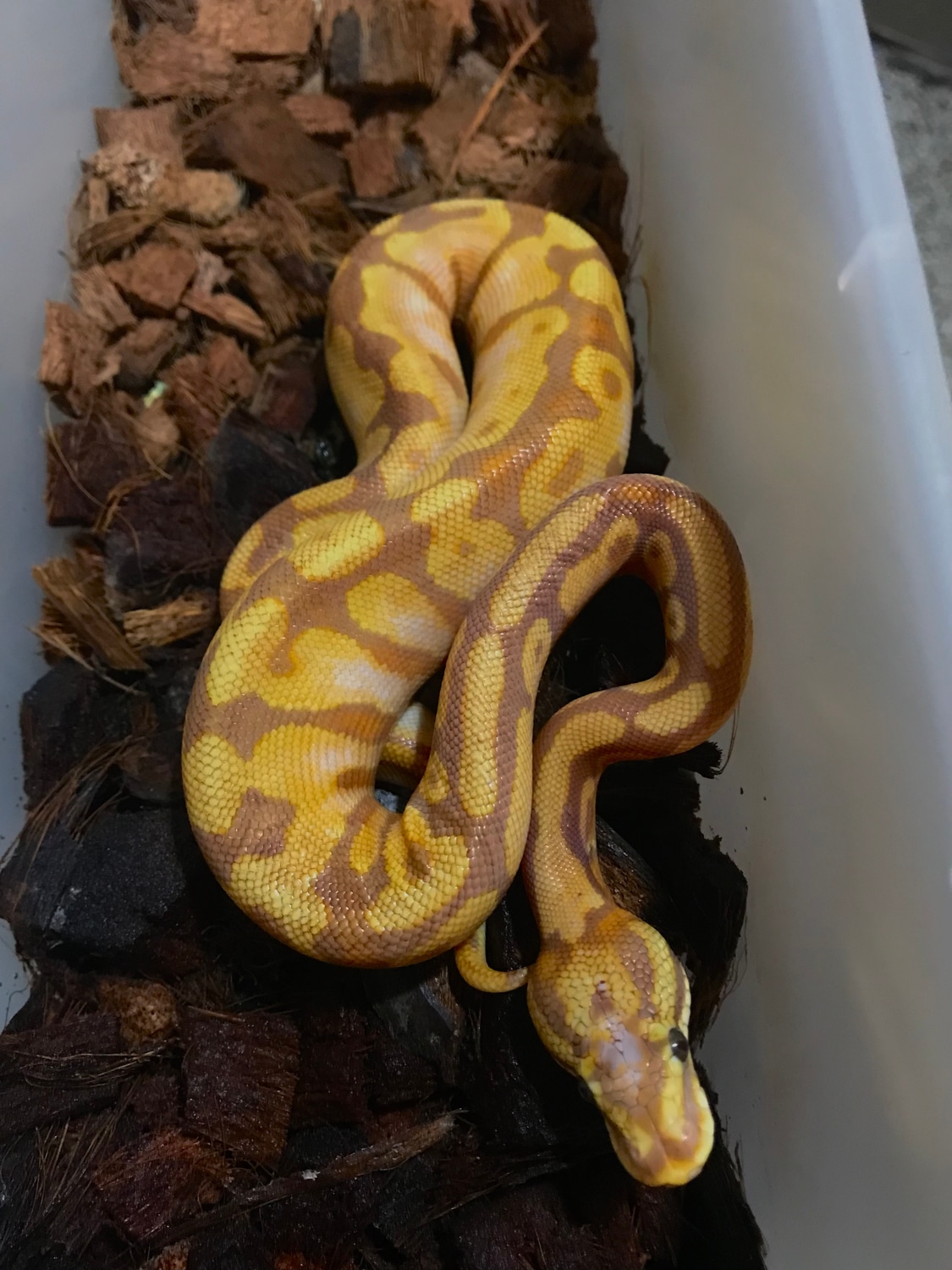 Banana Spotnose Yellowbelly 50% Het Clown Ball Python by Ryan Hellander ...