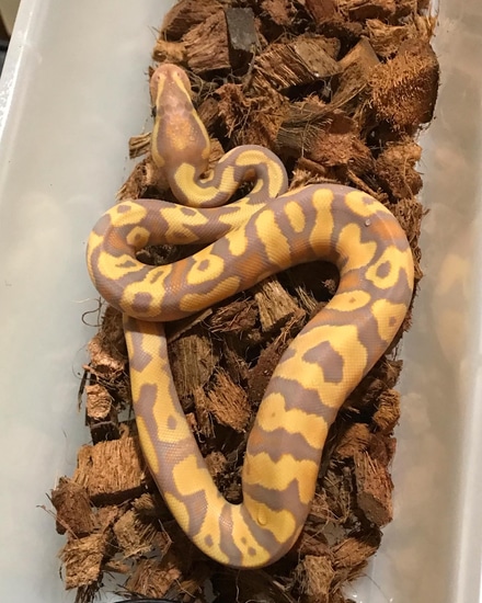 Banana Super Orange Dream Yellowbelly 50% Het Clown Ball Python by Ryan ...