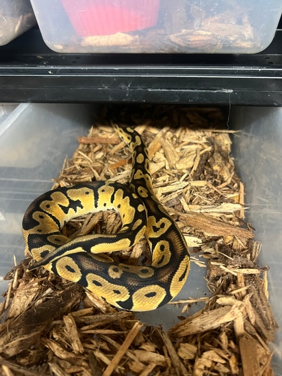 Pastel Orange Dream Het Puzzle Ball Python by Exotic & Morph