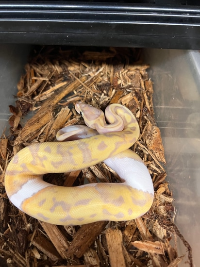 Banana Piebald Ball Python by Exotic & Morph