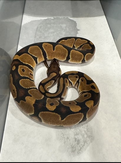 Normal 2 Ball Python by Cold Blooded Pythons