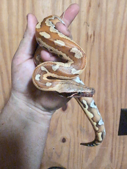 Striped Red Blood Python by Cold Blooded Pythons