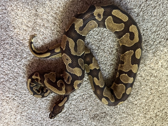 Enchi Ball Python by Exotic & Morph