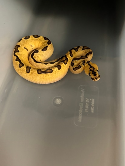Super Enchi Pastel Clown Ball Python by Exotic & Morph