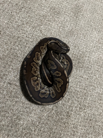 Mahogany Cinnamon Ball Python by Exotic & Morph