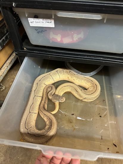 Mojave Spinner Ball Python by Cold Blooded Pythons
