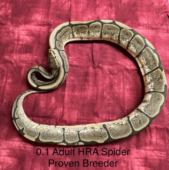 HRA Spider Ball Python by Cold Blooded Pythons