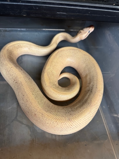 Paradox Puma Ball Python by Exotic & Morph