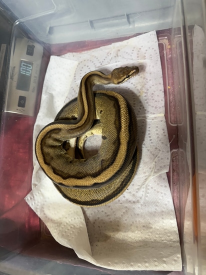Champagne Genetic Stripe Almost RTB! Ball Python by Cold Blooded Pythons