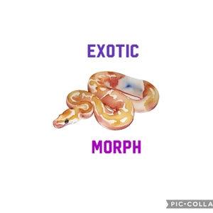 Exotic & Morph - MorphMarket