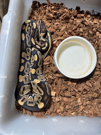 (Leopard) Het. Monarch Het. Clown Ball Python by Exotic & Morph