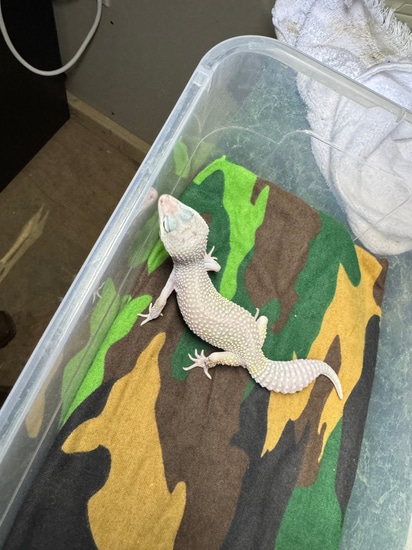 Blazing Blizzard Leopard Gecko by Exotic & Morph