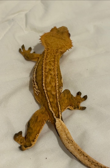 Bi-Color Flame Crested Gecko by Exotic & Morph