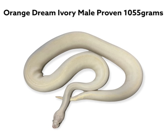 Orange Dream Ivory Ball Python by Kanan Constrictors