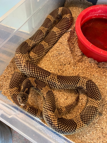 Goini Kingsnake Apalachicola Kingsnake by REP Colubrids