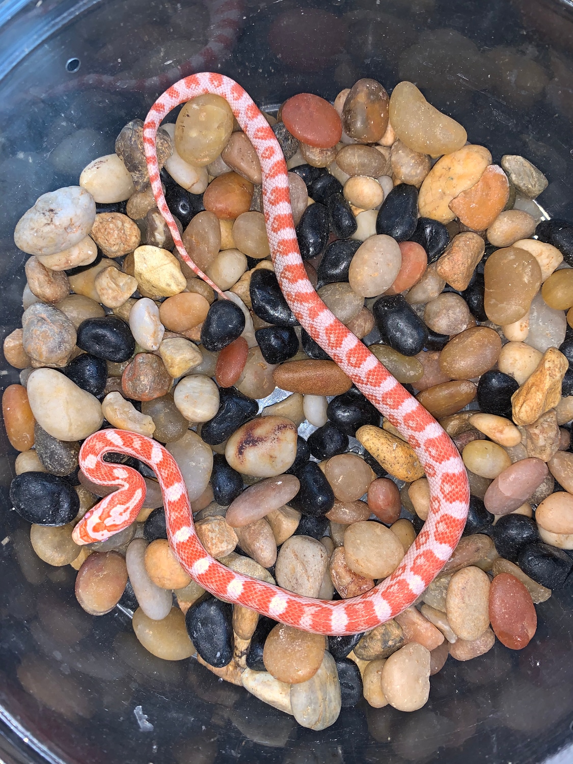 Candy Cane 66% Het Cinder Corn Snake by REP Colubrids - MorphMarket