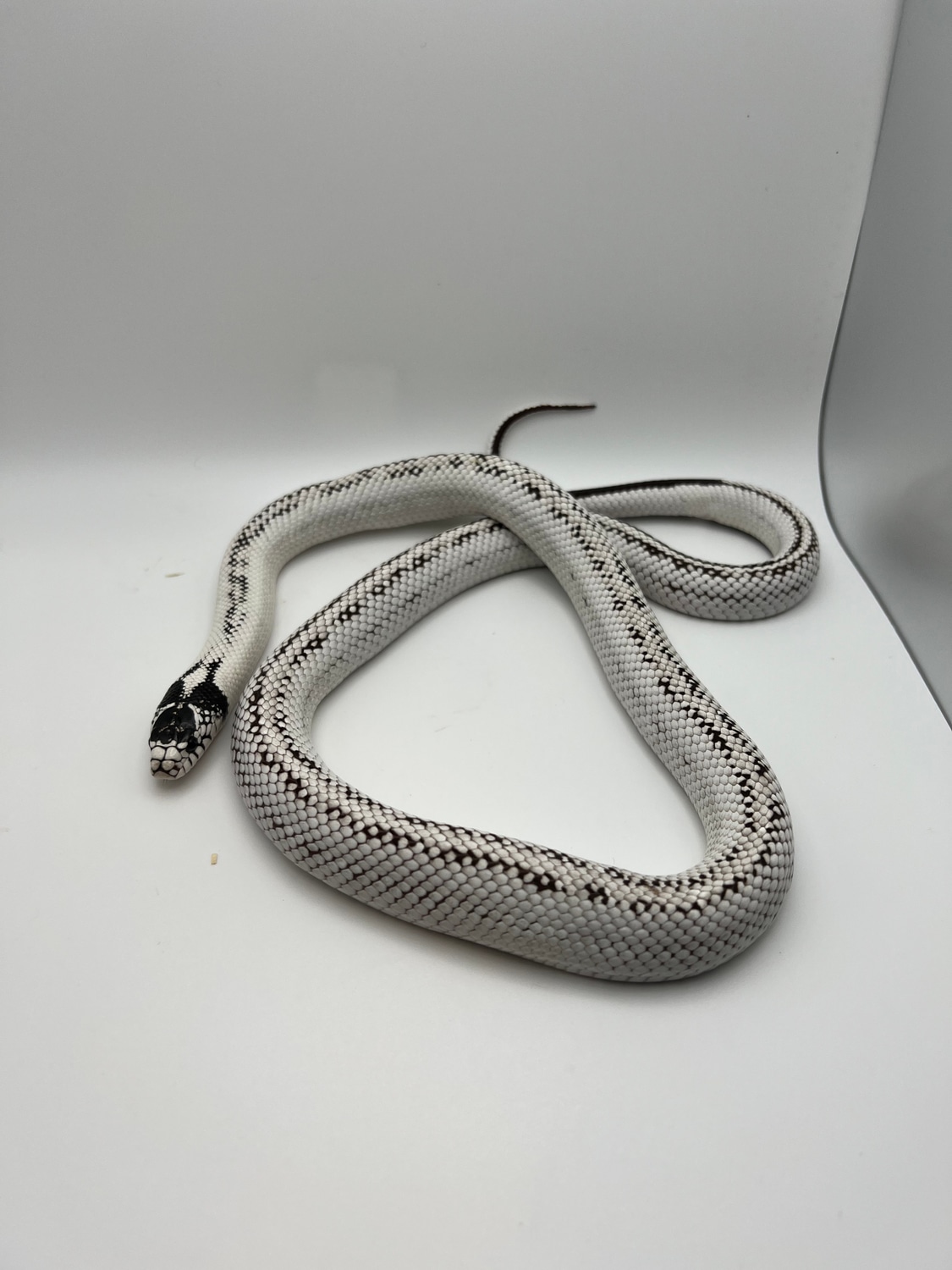 High White California Kingsnake by REP Colubrids - MorphMarket