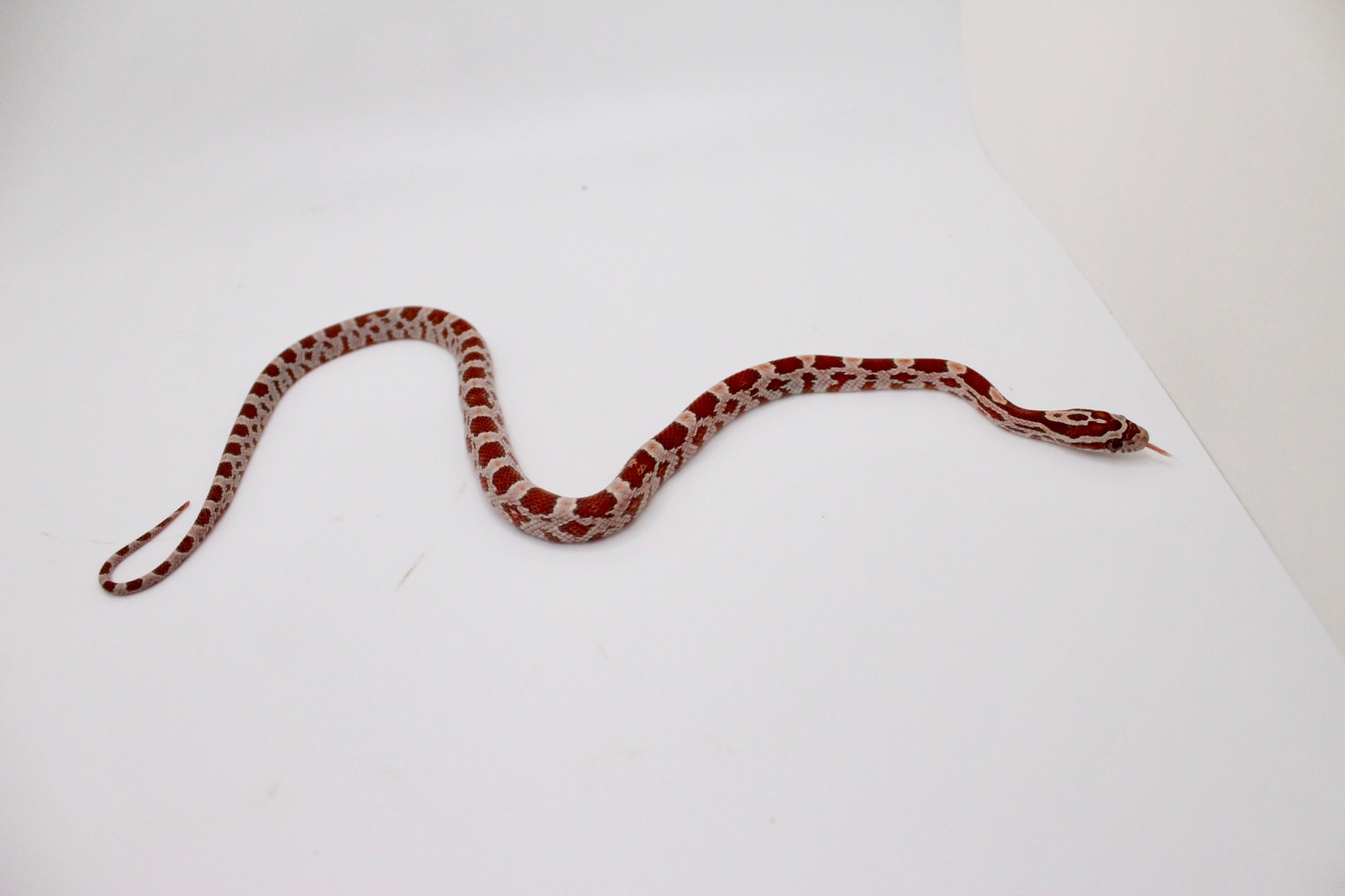 Ultramel Corn Snake by REP Colubrids - MorphMarket